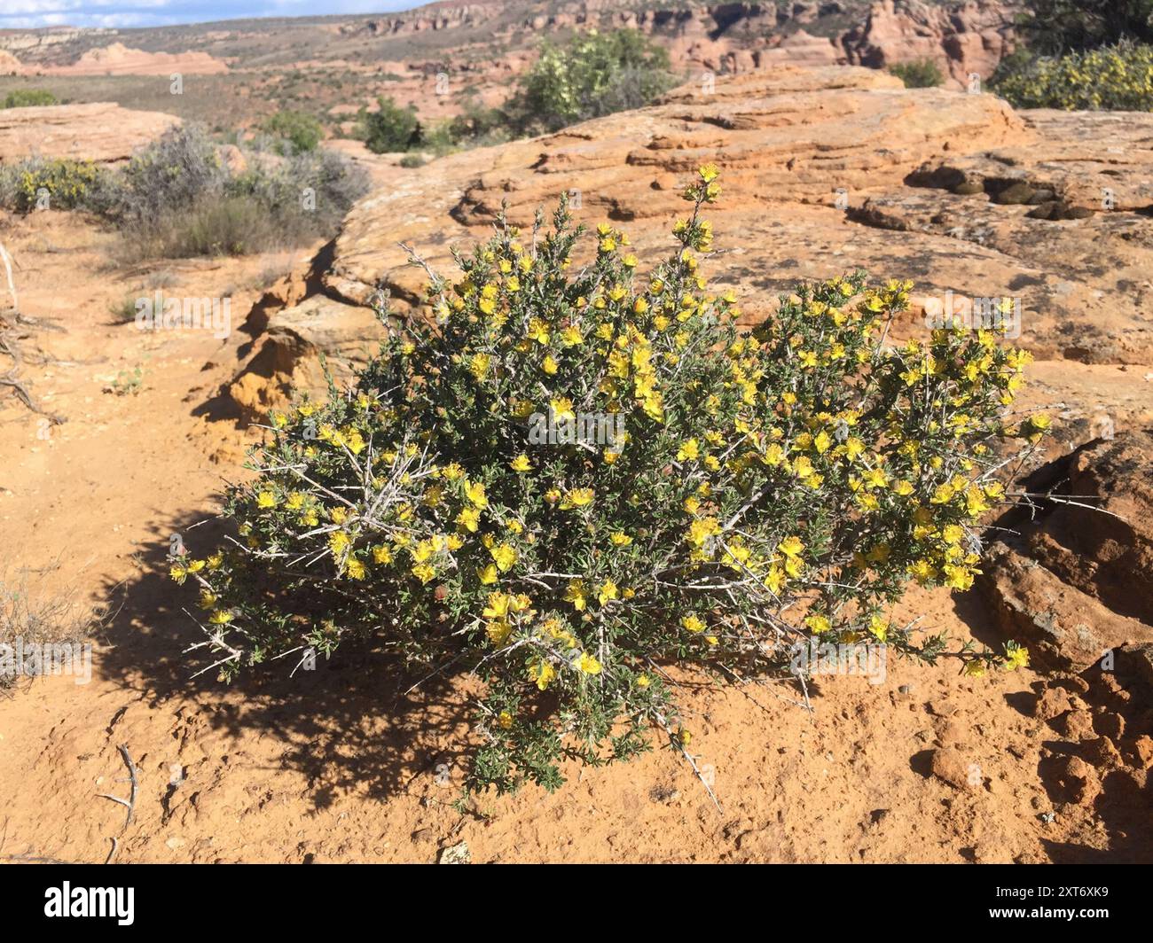 Blackbrush (Coleogyne ramosissima) Plantae Stock Photo - Alamy