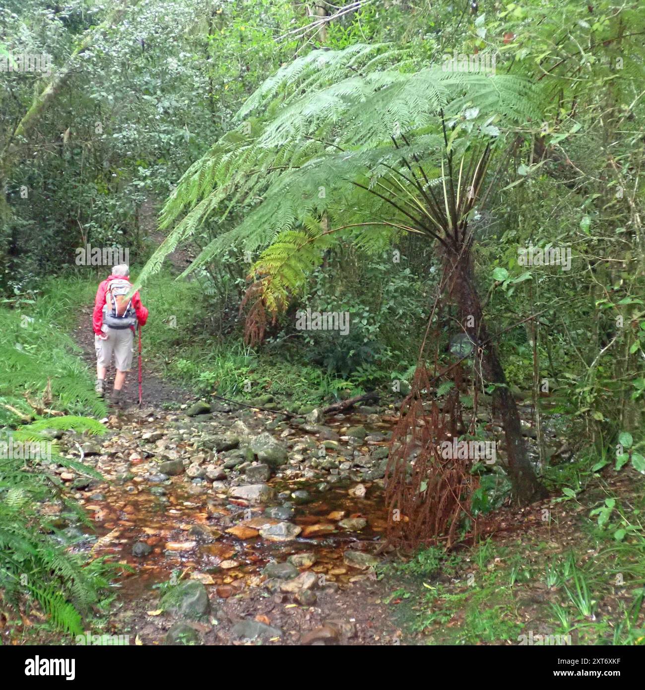 Forest Tree Fern (Cyathea capensis) Plantae Stock Photo - Alamy