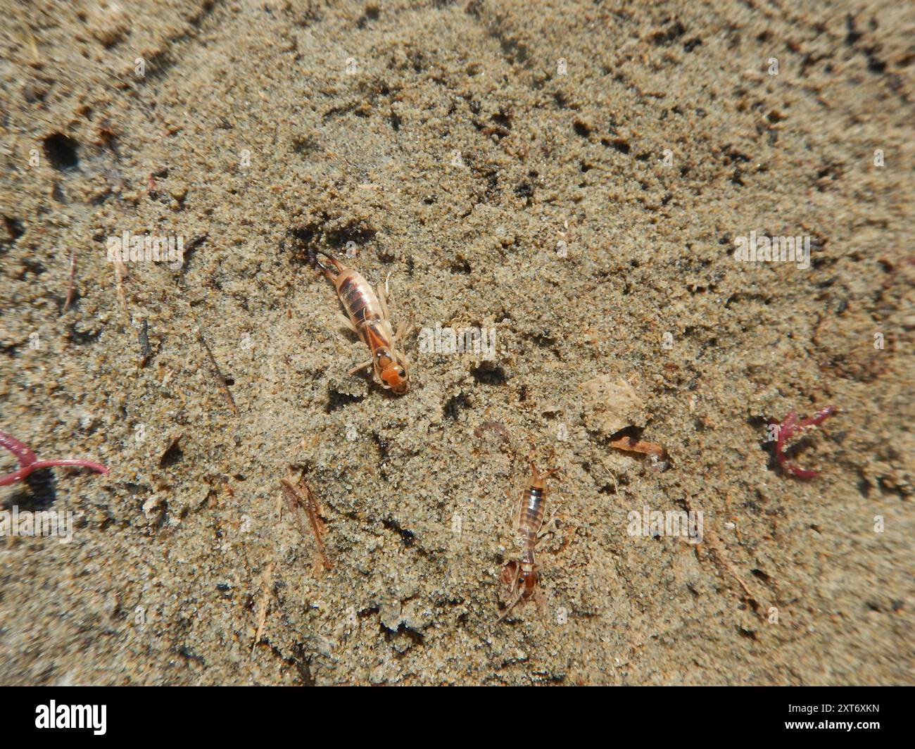 Shore Earwig (Labidura riparia) Insecta Stock Photo - Alamy