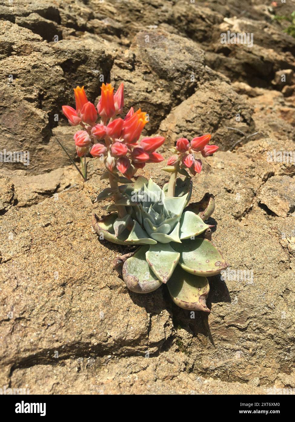 Transverse Ranges Liveforever (Dudleya cymosa pumila) Plantae Stock ...