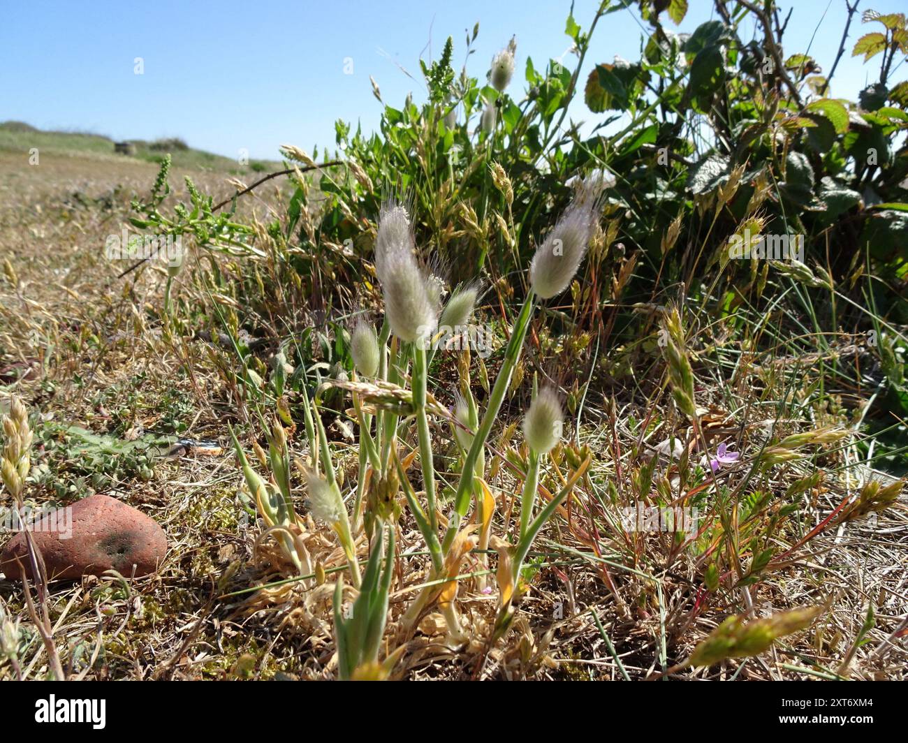 Hare's Tail Grass (Lagurus ovatus) Plantae Stock Photo - Alamy