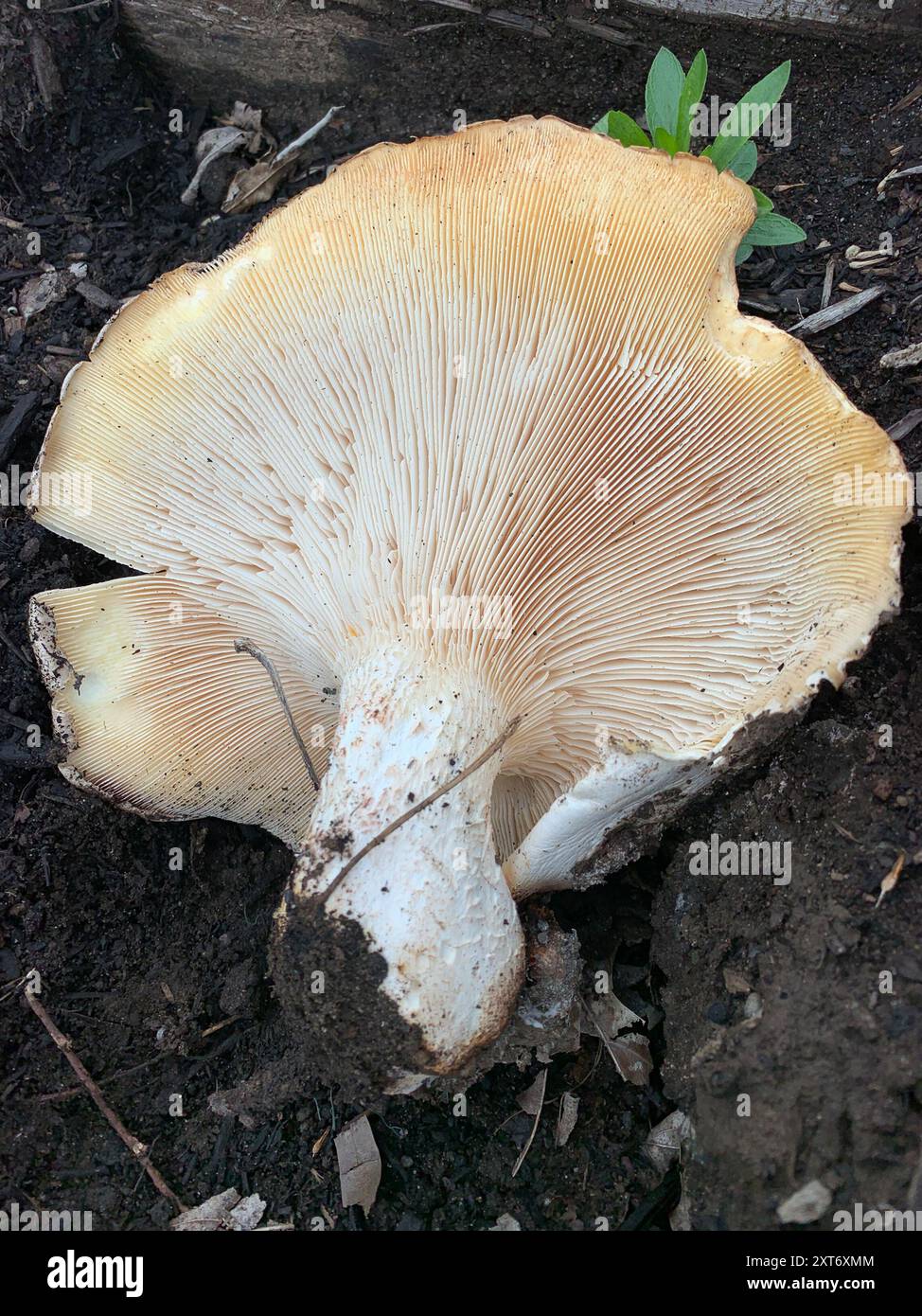 Trainwrecker (Neolentinus lepideus) Fungi Stock Photo - Alamy