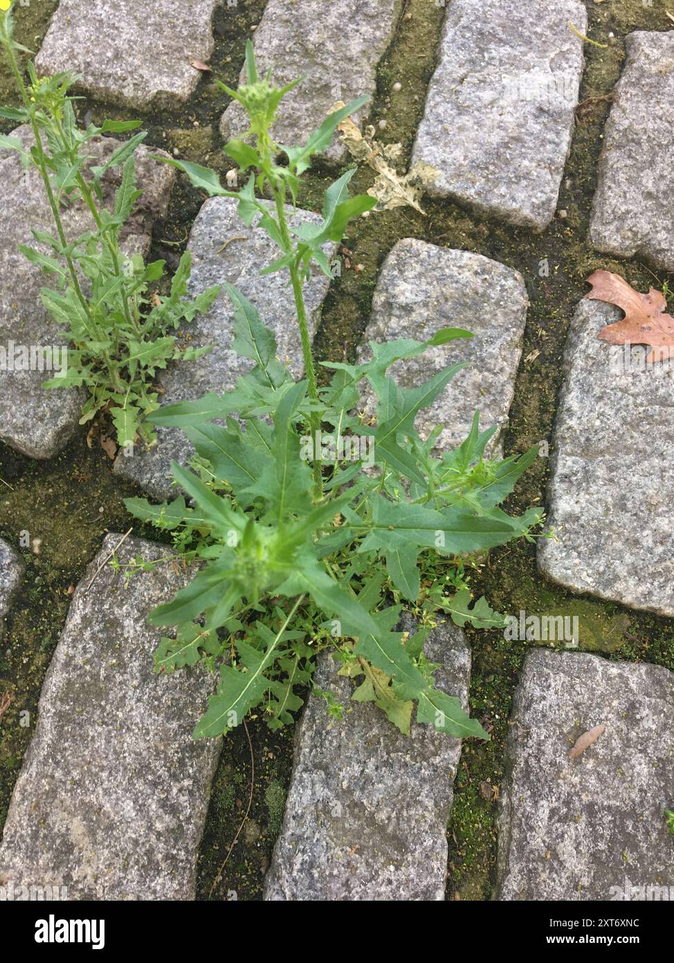 False London-rocket (Sisymbrium loeselii) Plantae Stock Photo - Alamy