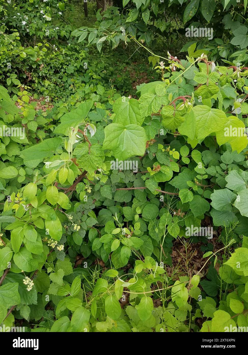 moonseed (Menispermum canadense) Plantae Stock Photo - Alamy