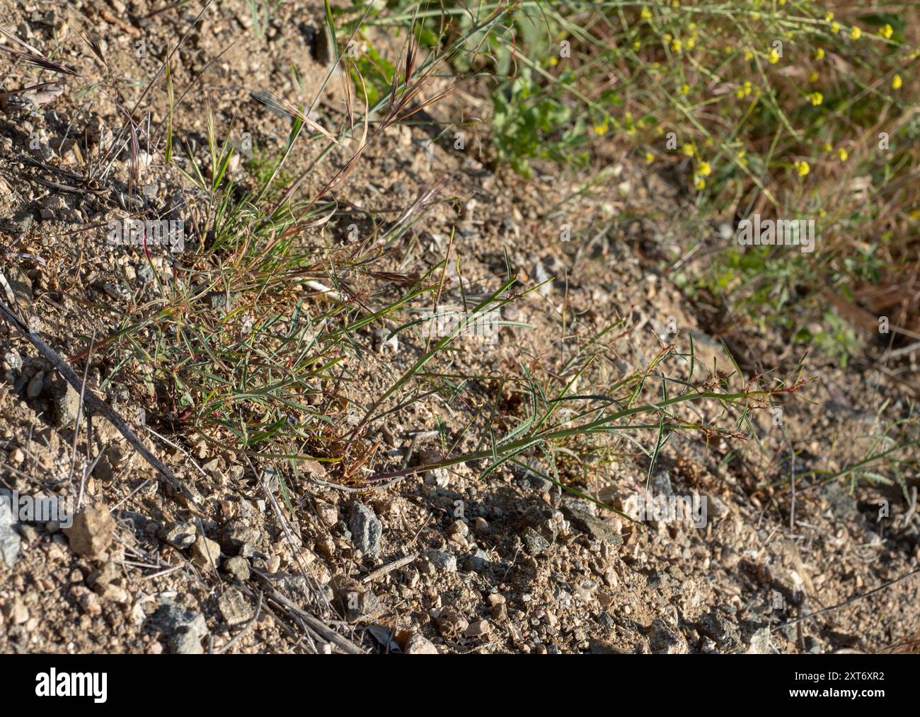 evening primrose family (Onagraceae) Plantae Stock Photo - Alamy