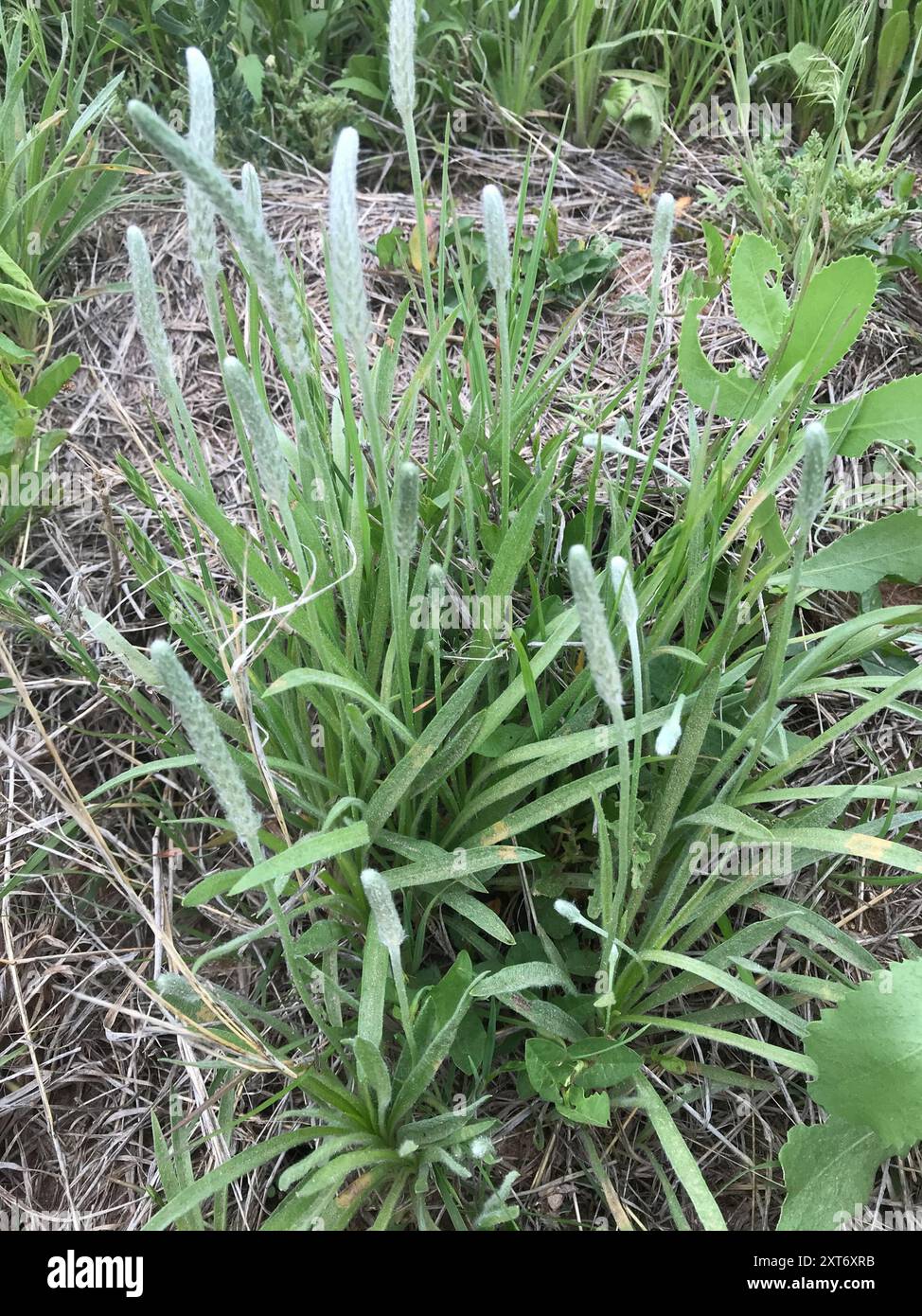 Woolly Plantain (Plantago patagonica) Plantae Stock Photo - Alamy