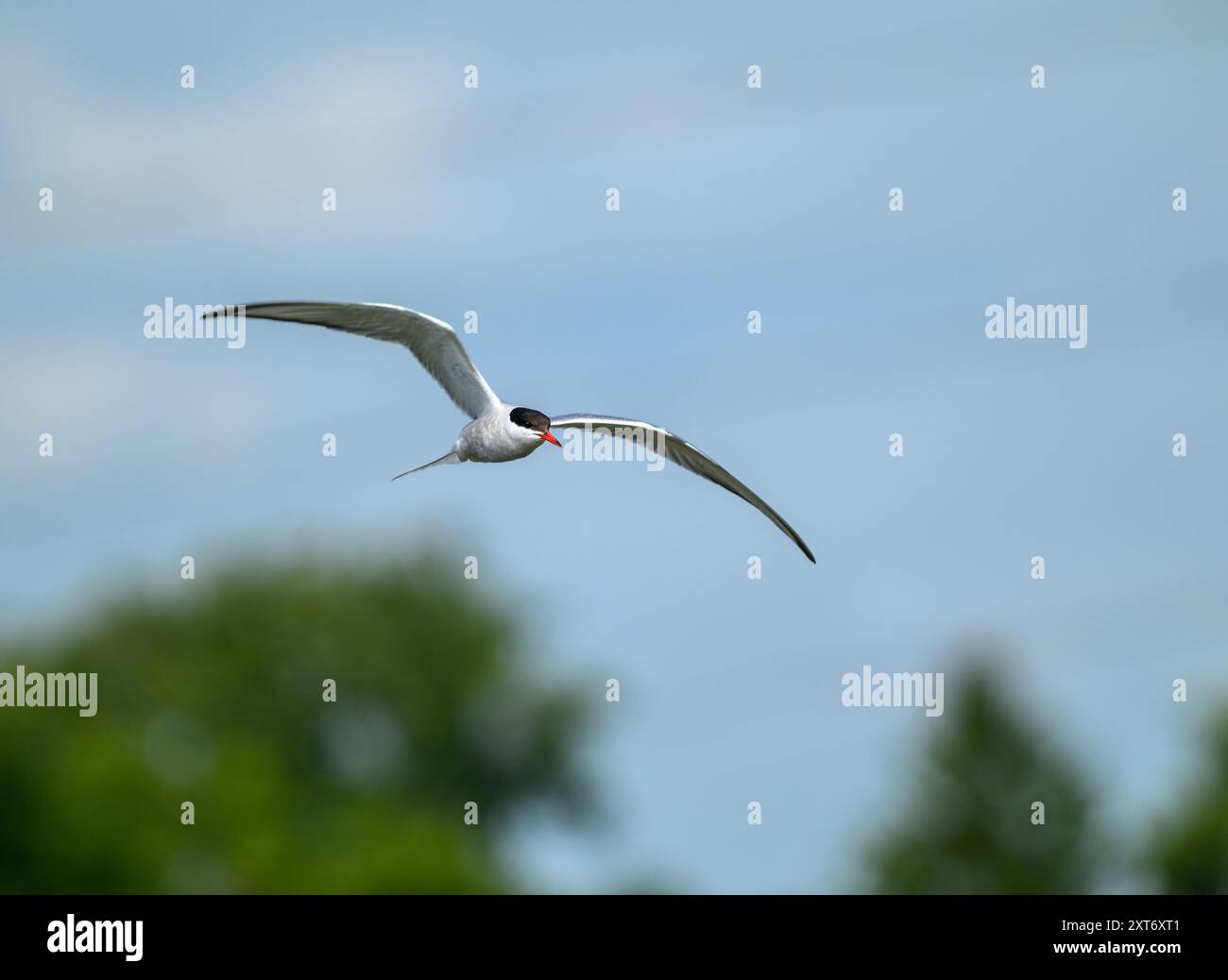 Flying Arctic Tern over wetland Stock Photo - Alamy