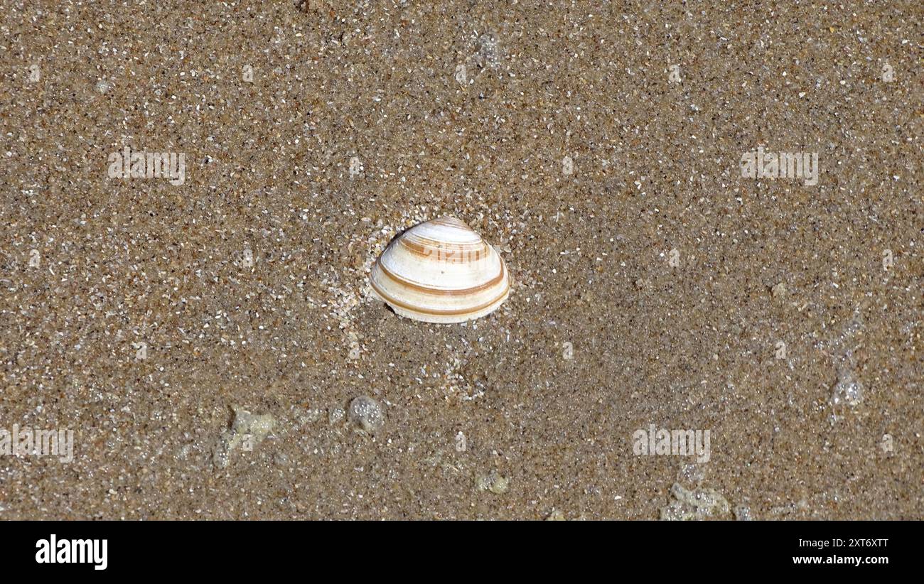 Elliptical Trough Shell (Spisula elliptica) Mollusca Stock Photo - Alamy