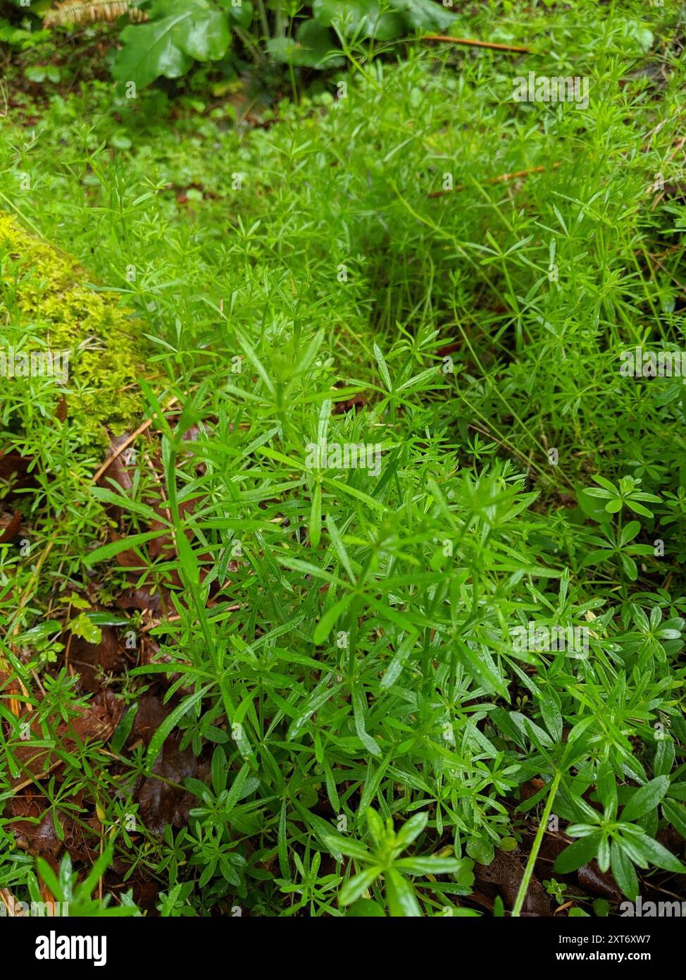 catchweed bedstraw (Galium aparine) Plantae Stock Photo - Alamy
