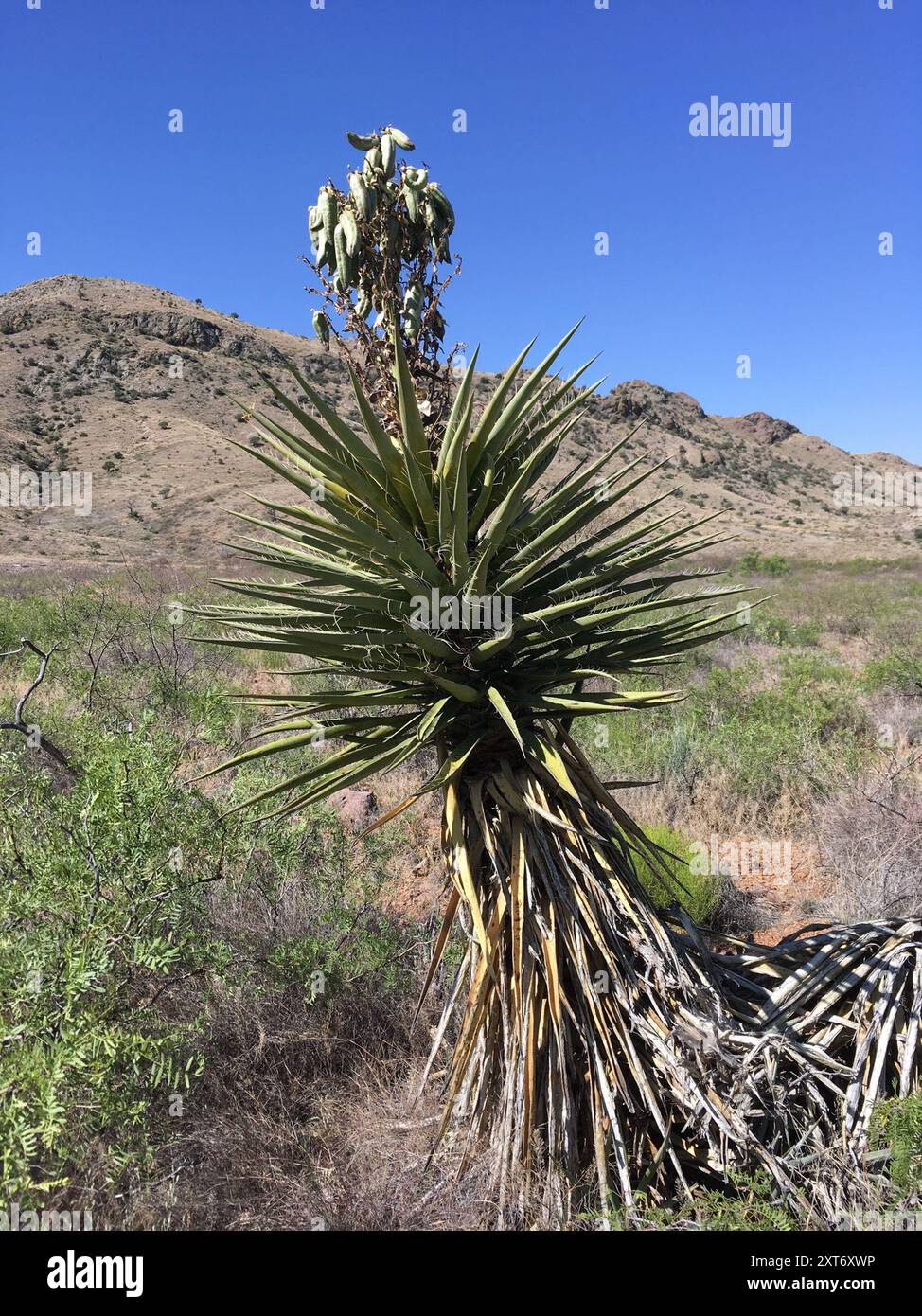 Spanish dagger (Yucca treculiana) Plantae Stock Photo - Alamy