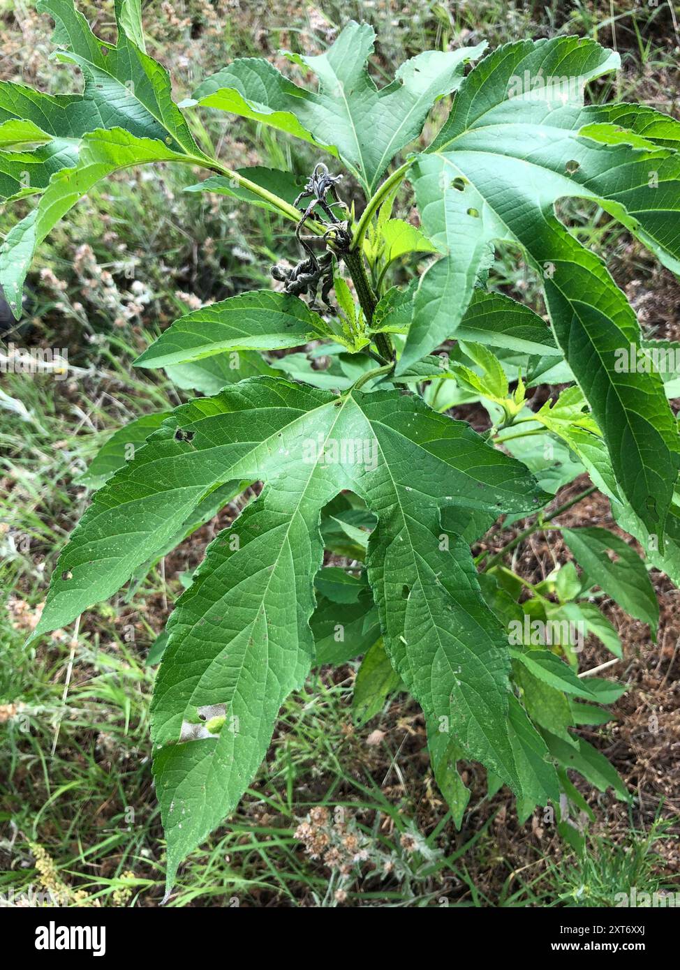 giant ragweed (Ambrosia trifida) Plantae Stock Photo - Alamy