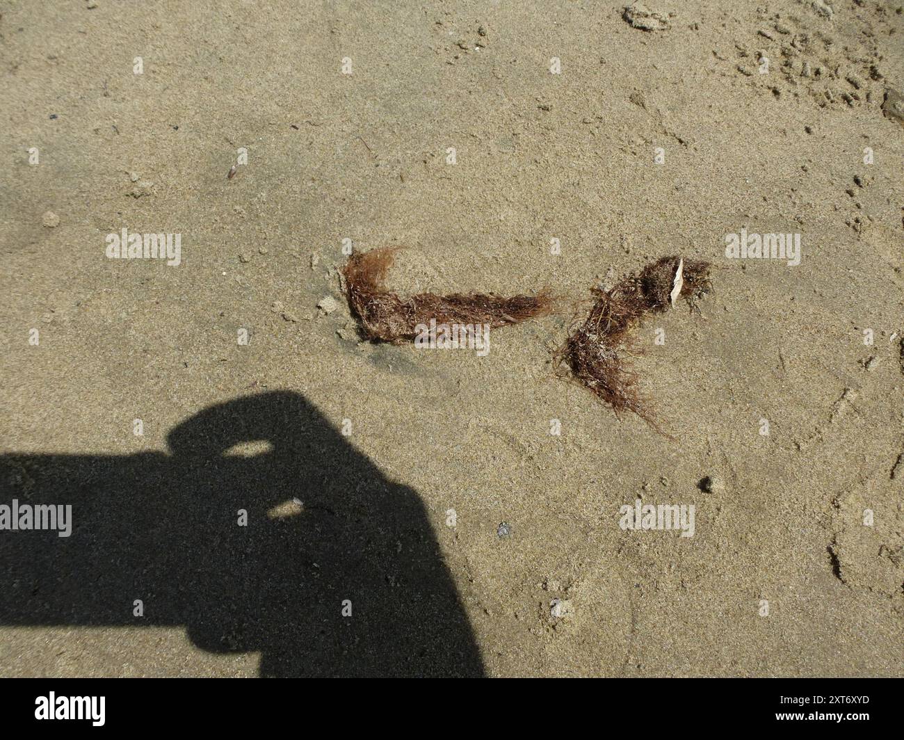 red algae (Rhodophyta) Plantae Stock Photo - Alamy