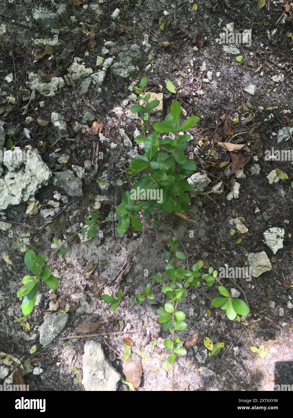 White Indigoberry (Randia aculeata) Plantae Stock Photo - Alamy