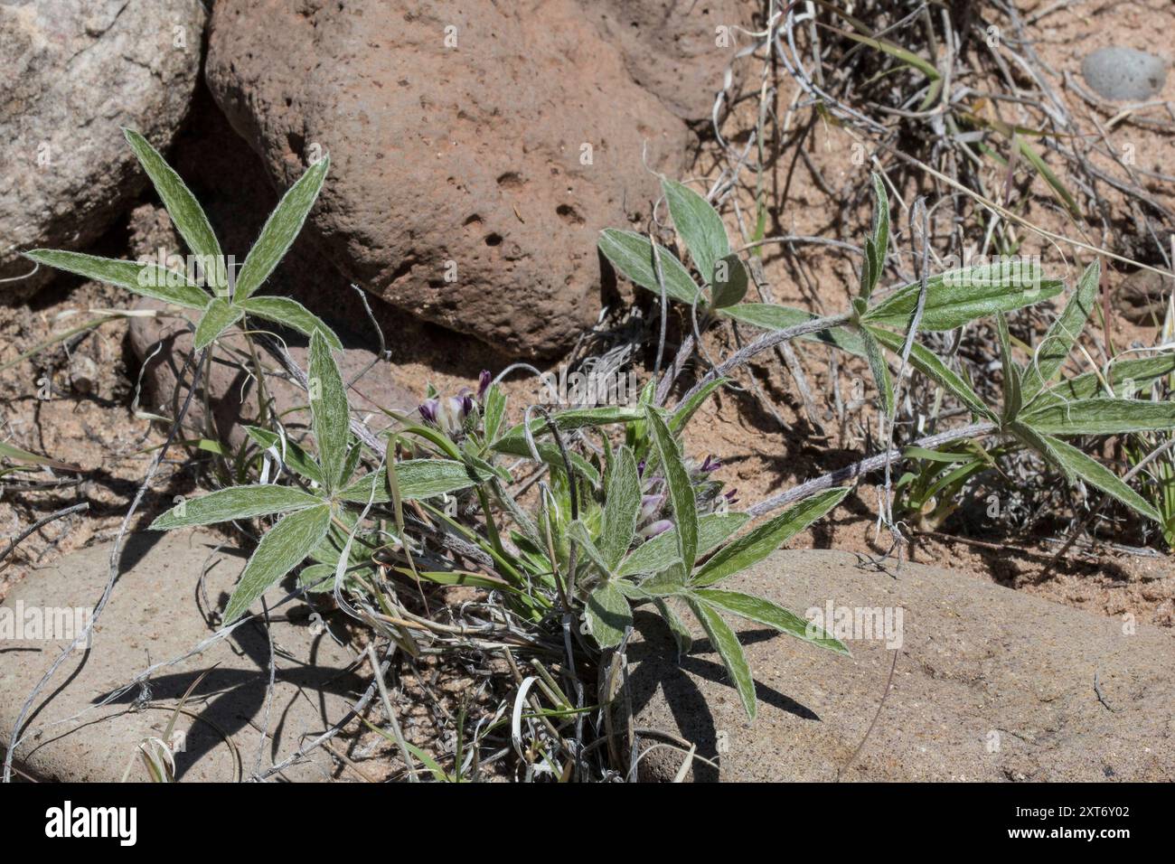 Hypogaeum hi-res stock photography and images - Alamy