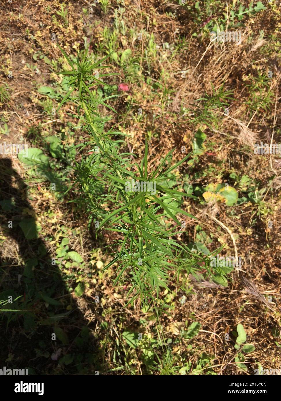 panicled willowherb (Epilobium brachycarpum) Plantae Stock Photo - Alamy