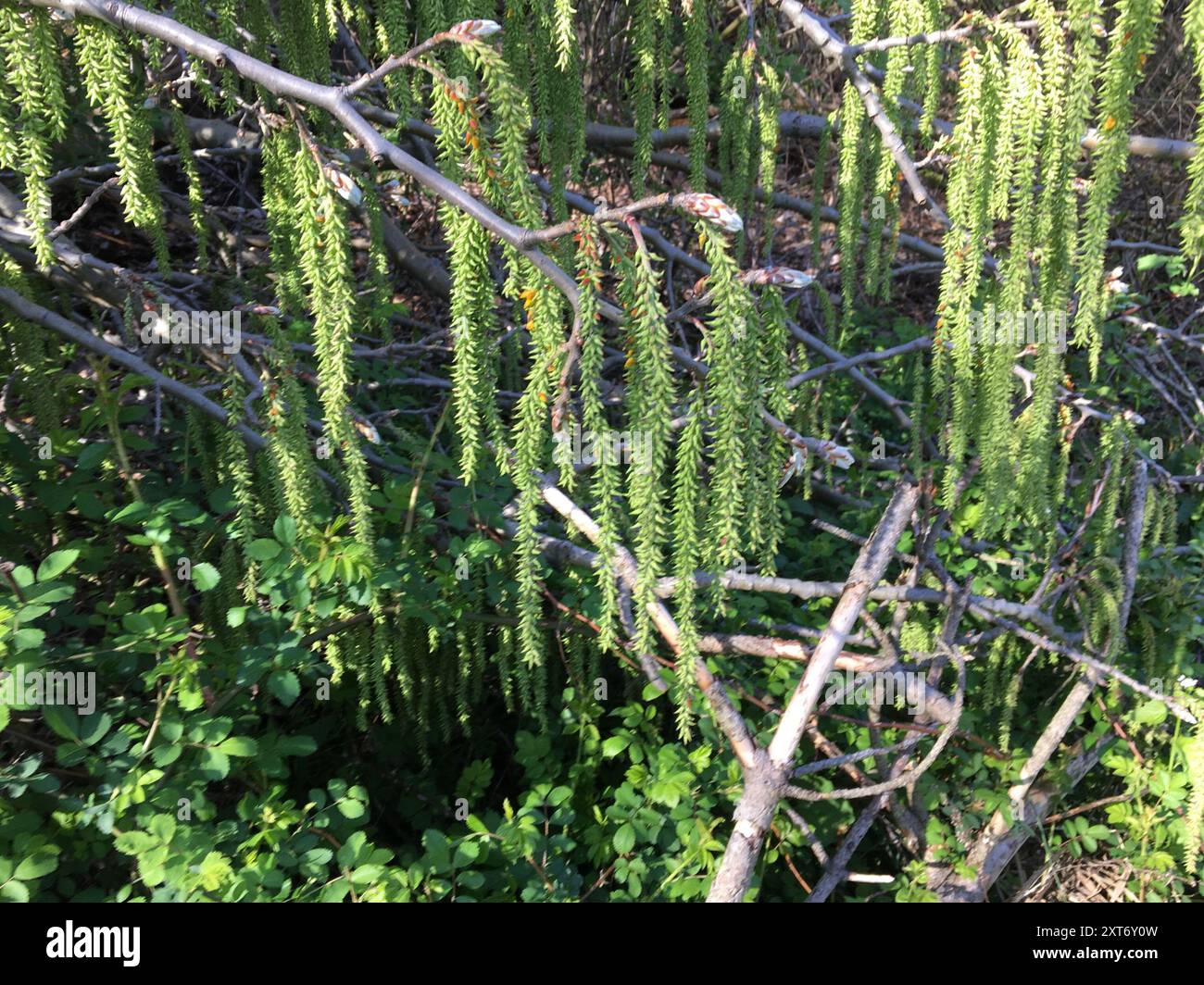 bigtooth aspen (Populus grandidentata) Plantae Stock Photo - Alamy