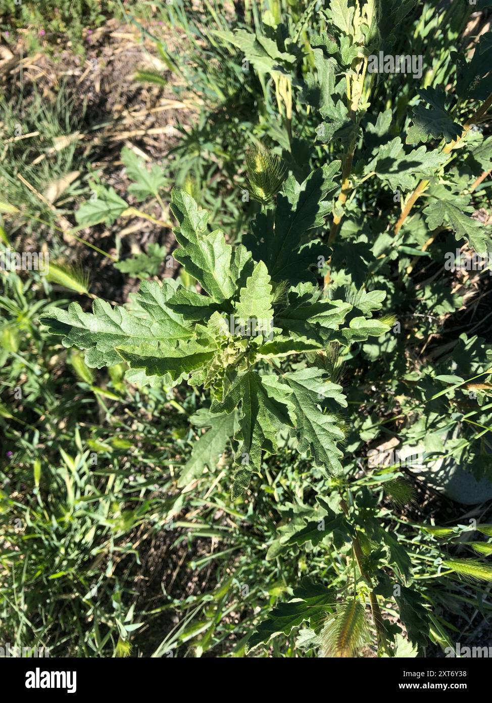 narrowleaf globemallow (Sphaeralcea angustifolia) Plantae Stock Photo ...