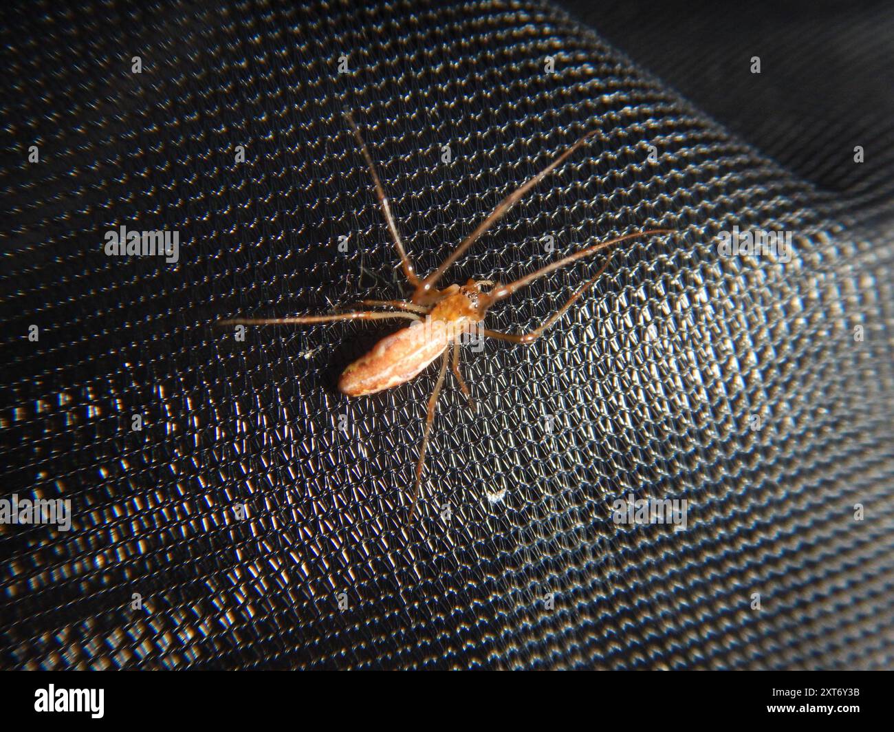 Stretch Spiders (Tetragnatha) Arachnida Stock Photo - Alamy