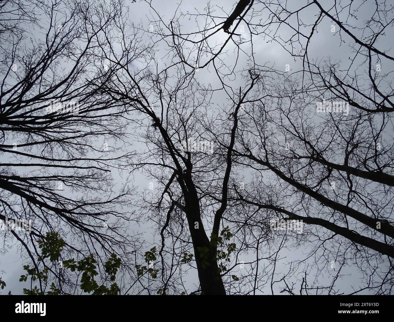 bitternut hickory (Carya cordiformis) Plantae Stock Photo - Alamy