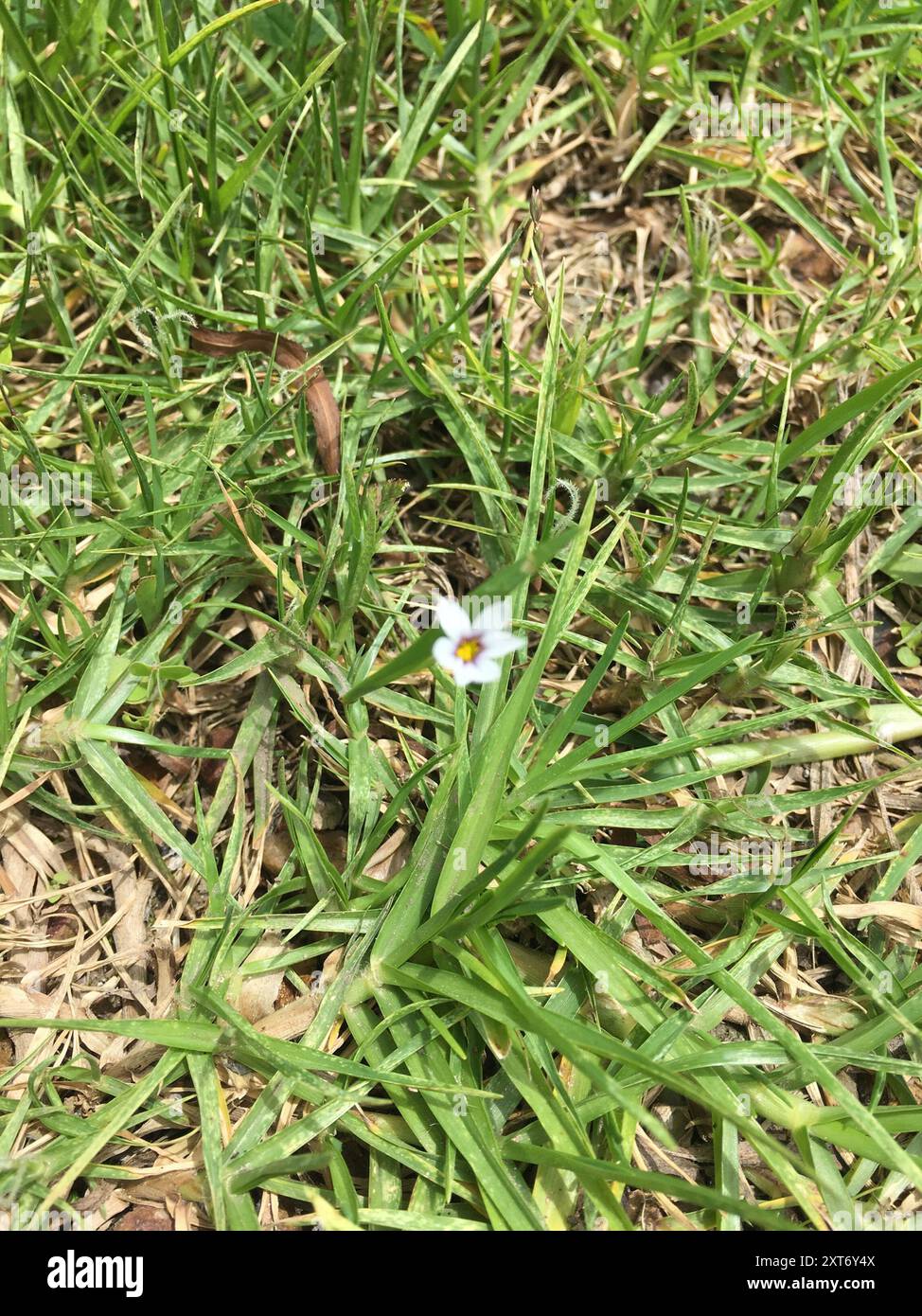 Blue Pigroot (Sisyrinchium micranthum) Plantae Stock Photo - Alamy