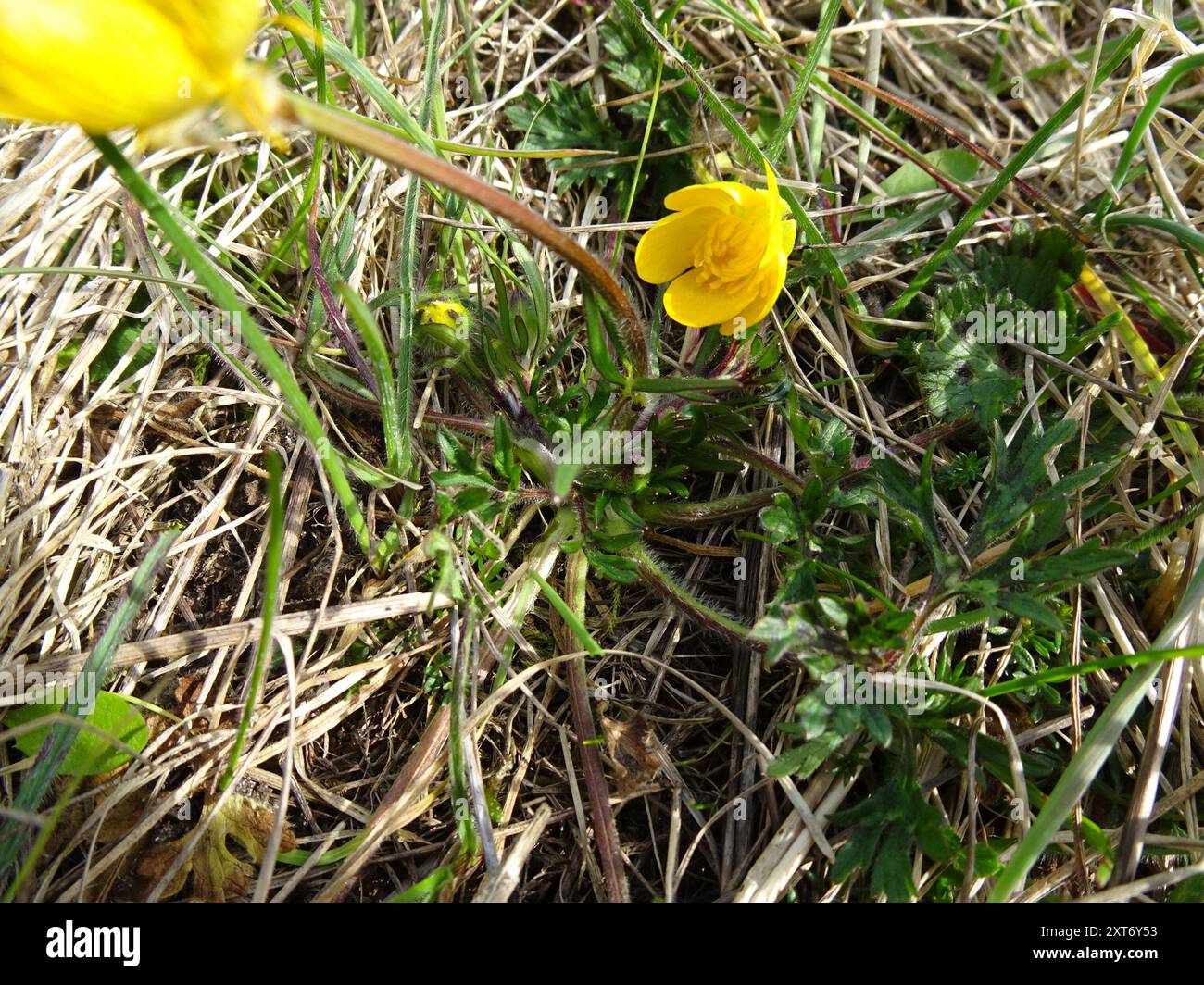 bulbous buttercup (Ranunculus bulbosus) Plantae Stock Photo - Alamy
