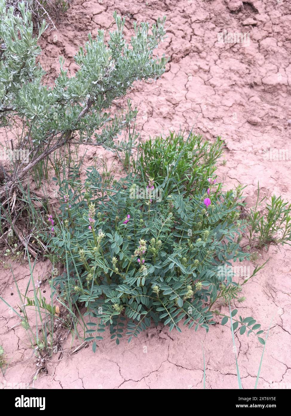 Boreal Sweet-vetch (Hedysarum boreale) Plantae Stock Photo - Alamy