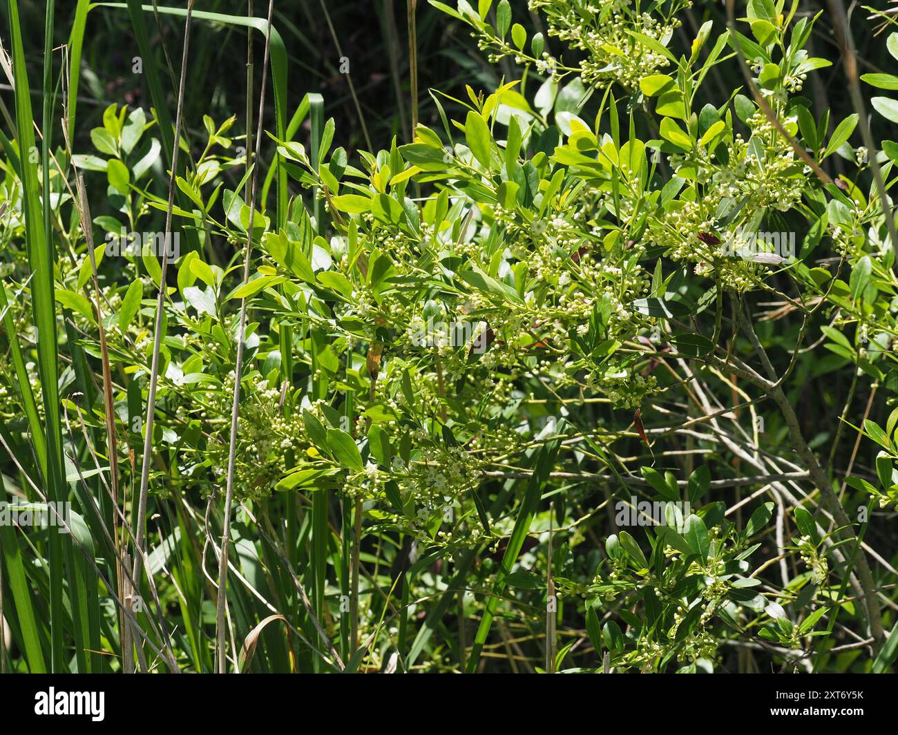 gallberry (Ilex glabra) Plantae Stock Photo - Alamy
