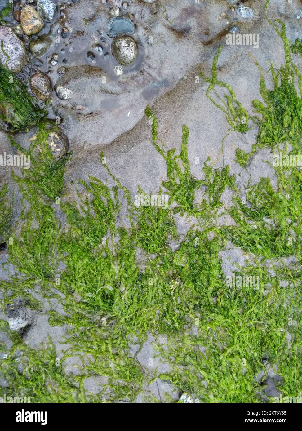 Gutweed (Ulva intestinalis) Plantae Stock Photo - Alamy