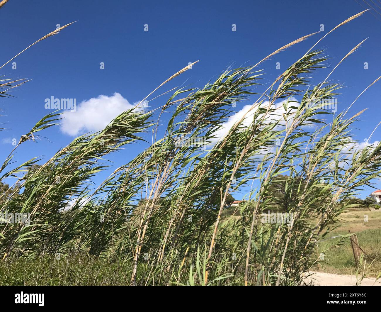 giant reed (Arundo donax) Plantae Stock Photo - Alamy