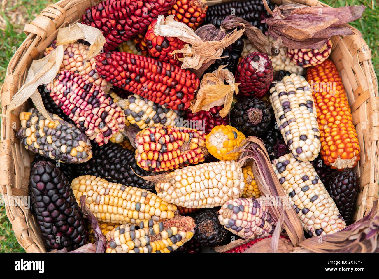 Corn crop farming hi-res stock photography and images - Alamy