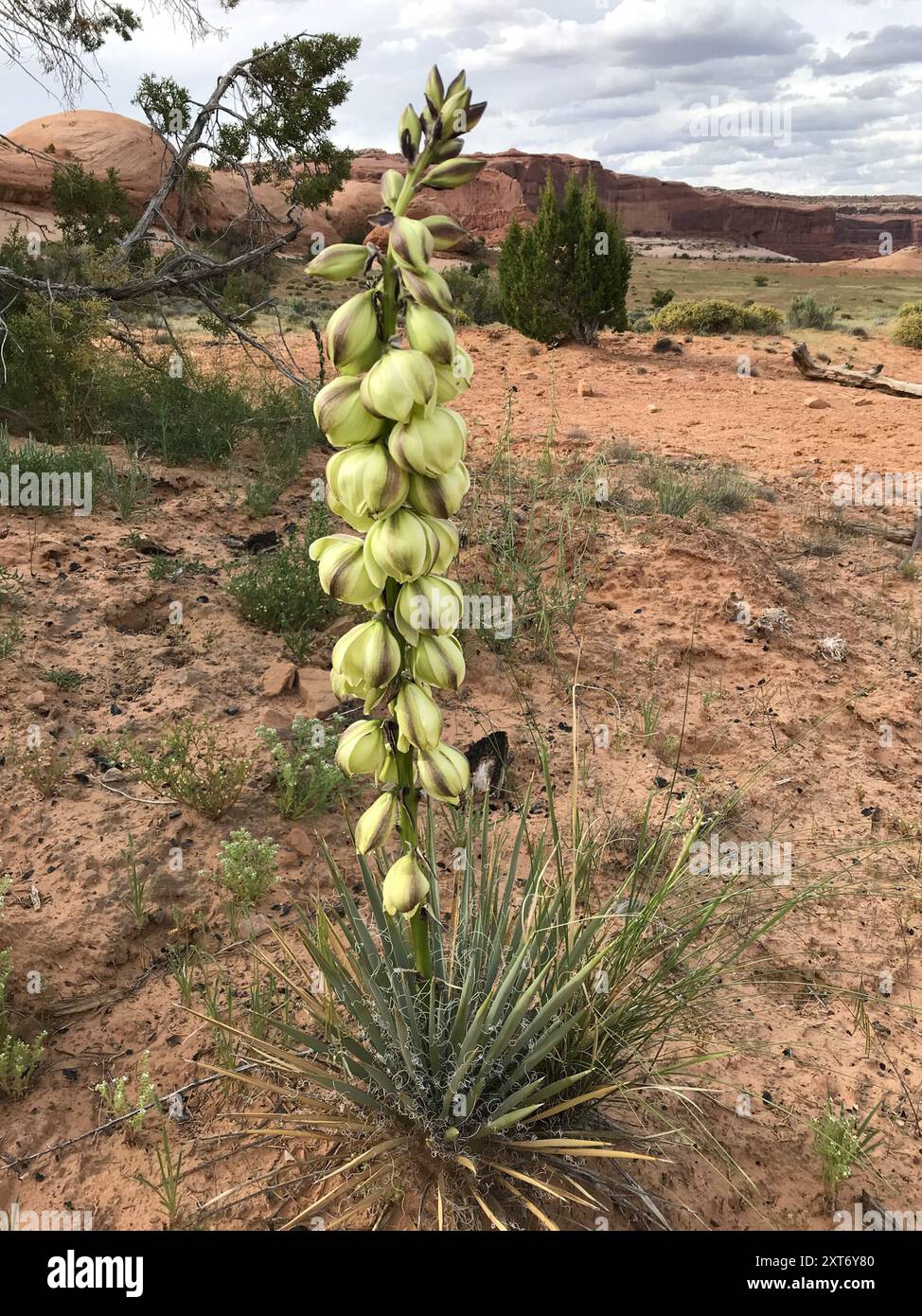 Dwarf Yucca (Yucca harrimaniae) Plantae Stock Photo - Alamy