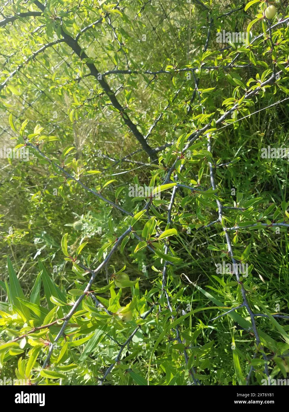 Chickasaw plum (Prunus angustifolia) Plantae Stock Photo - Alamy