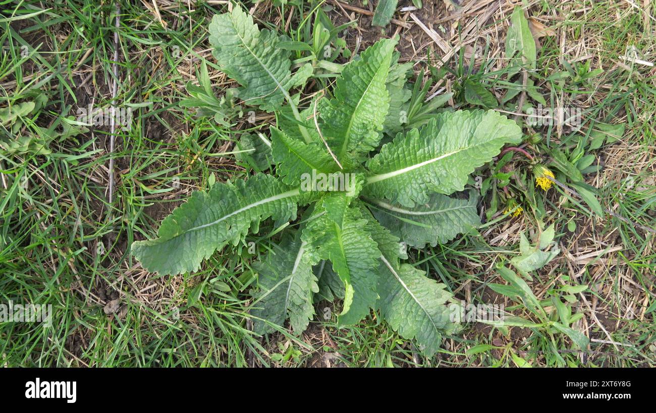 cutleaf teasel (Dipsacus laciniatus) Plantae Stock Photo - Alamy