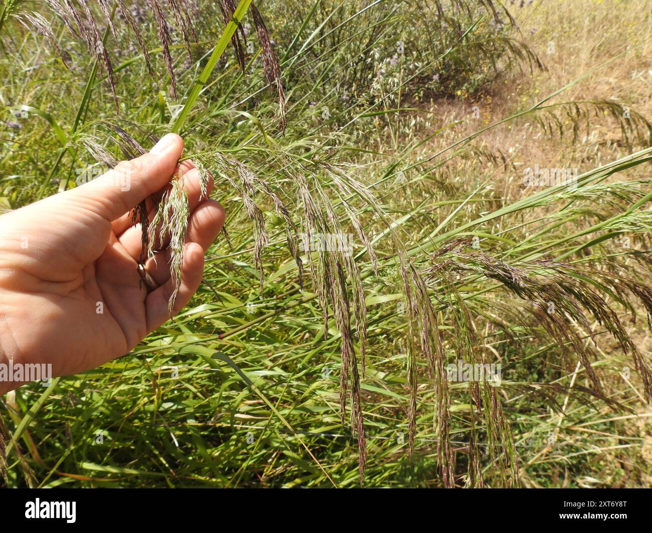 Smilo Grass (Oloptum miliaceum) Plantae Stock Photo - Alamy
