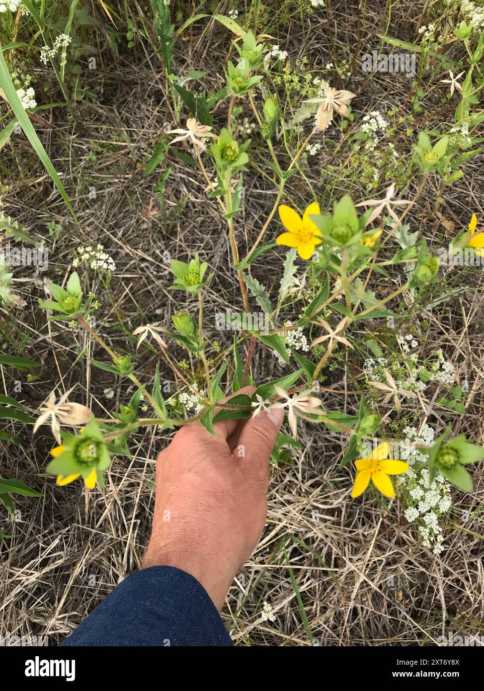 Texas yellow star (Lindheimera texana) Plantae Stock Photo - Alamy