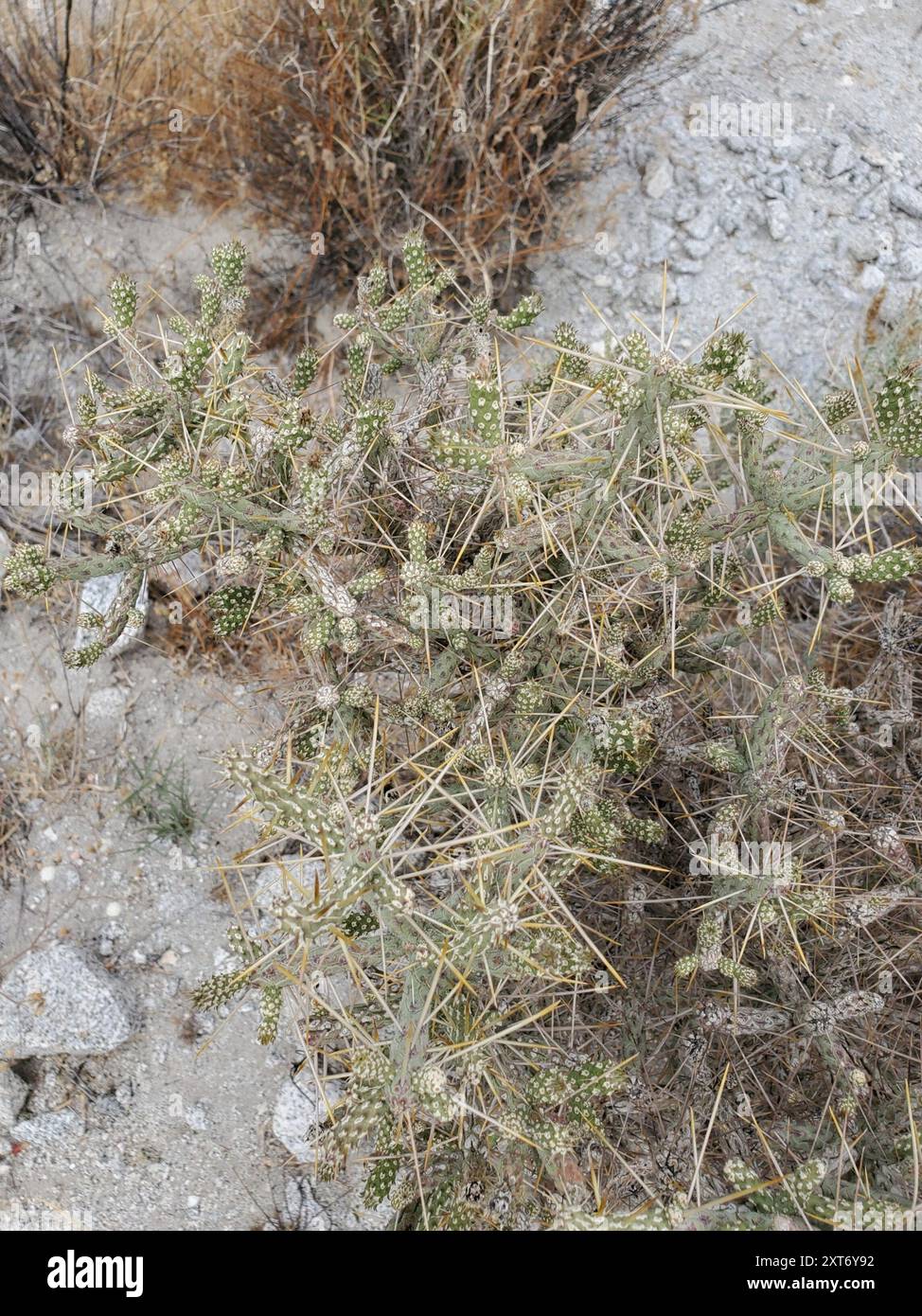 Branched Pencil Cholla (Cylindropuntia ramosissima) Plantae Stock Photo ...
