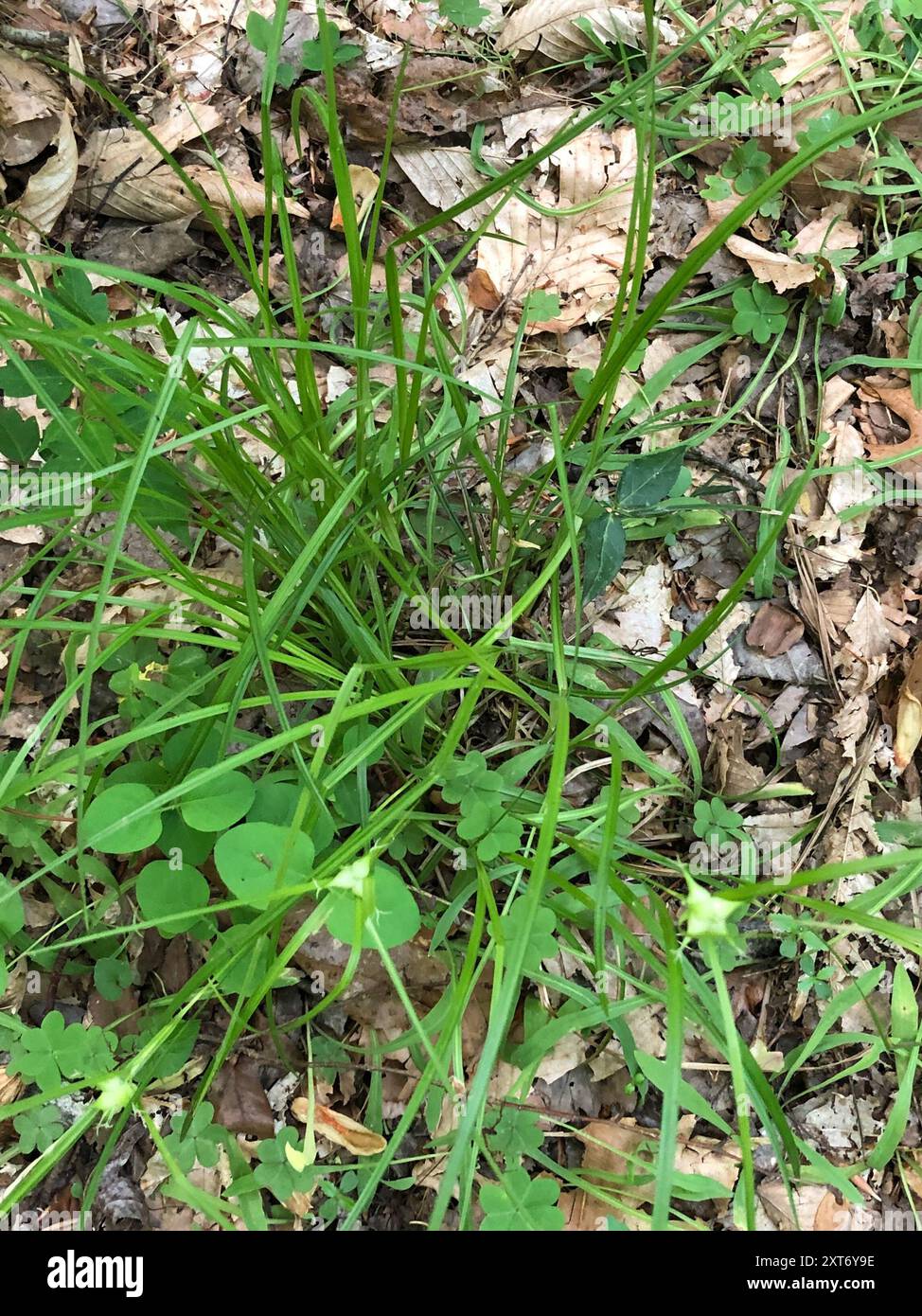 bladder sedge (Carex intumescens) Plantae Stock Photo - Alamy