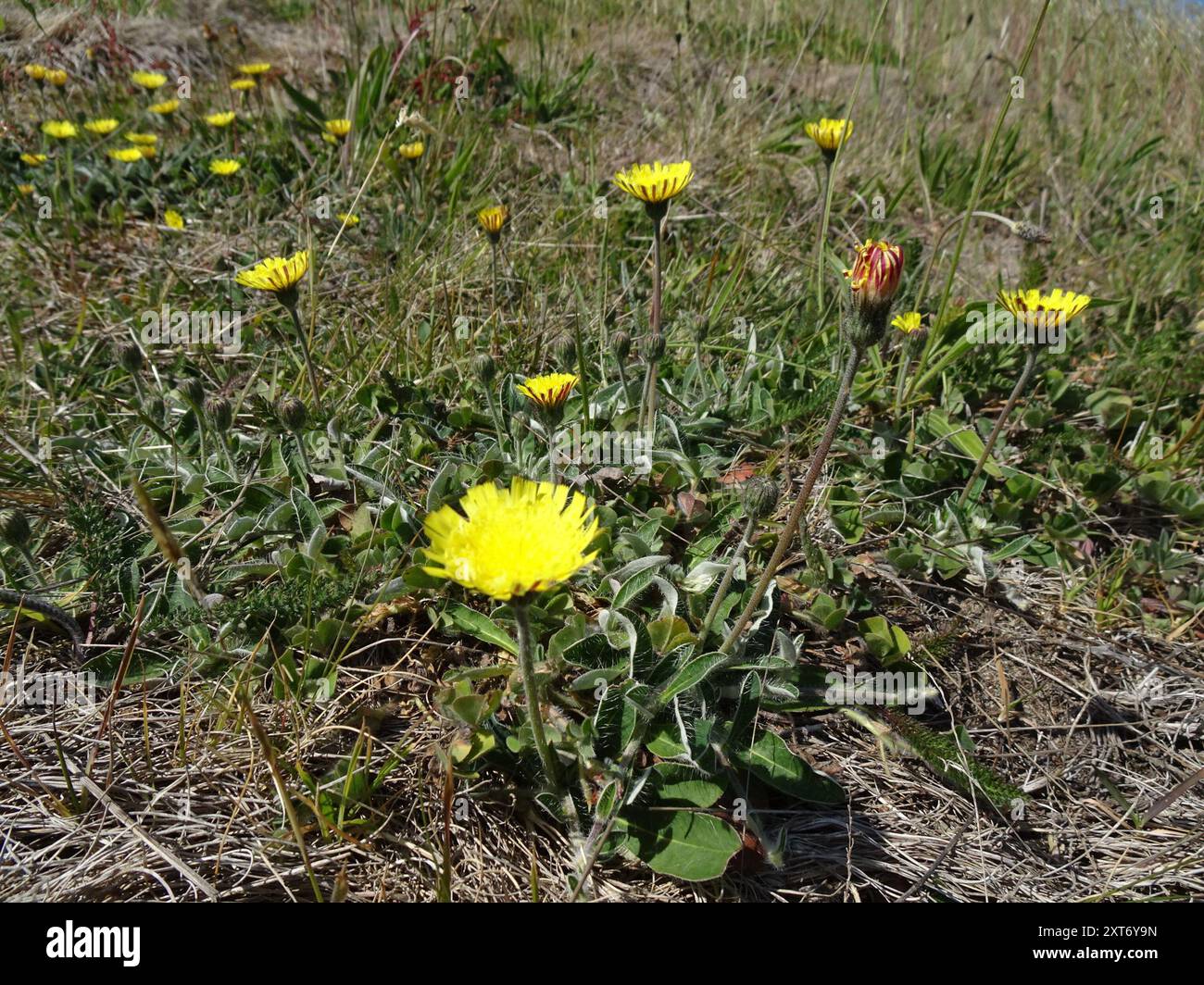 mouse-eared hawkweed (Pilosella officinarum) Plantae Stock Photo - Alamy