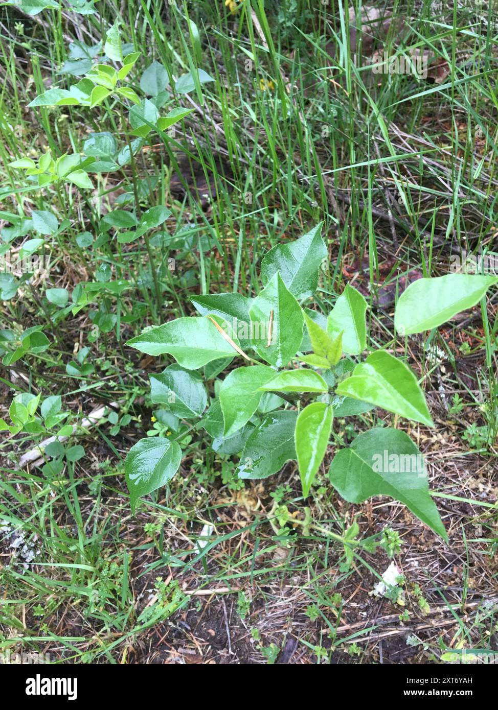 forest scurfpea (Rupertia physodes) Plantae Stock Photo - Alamy