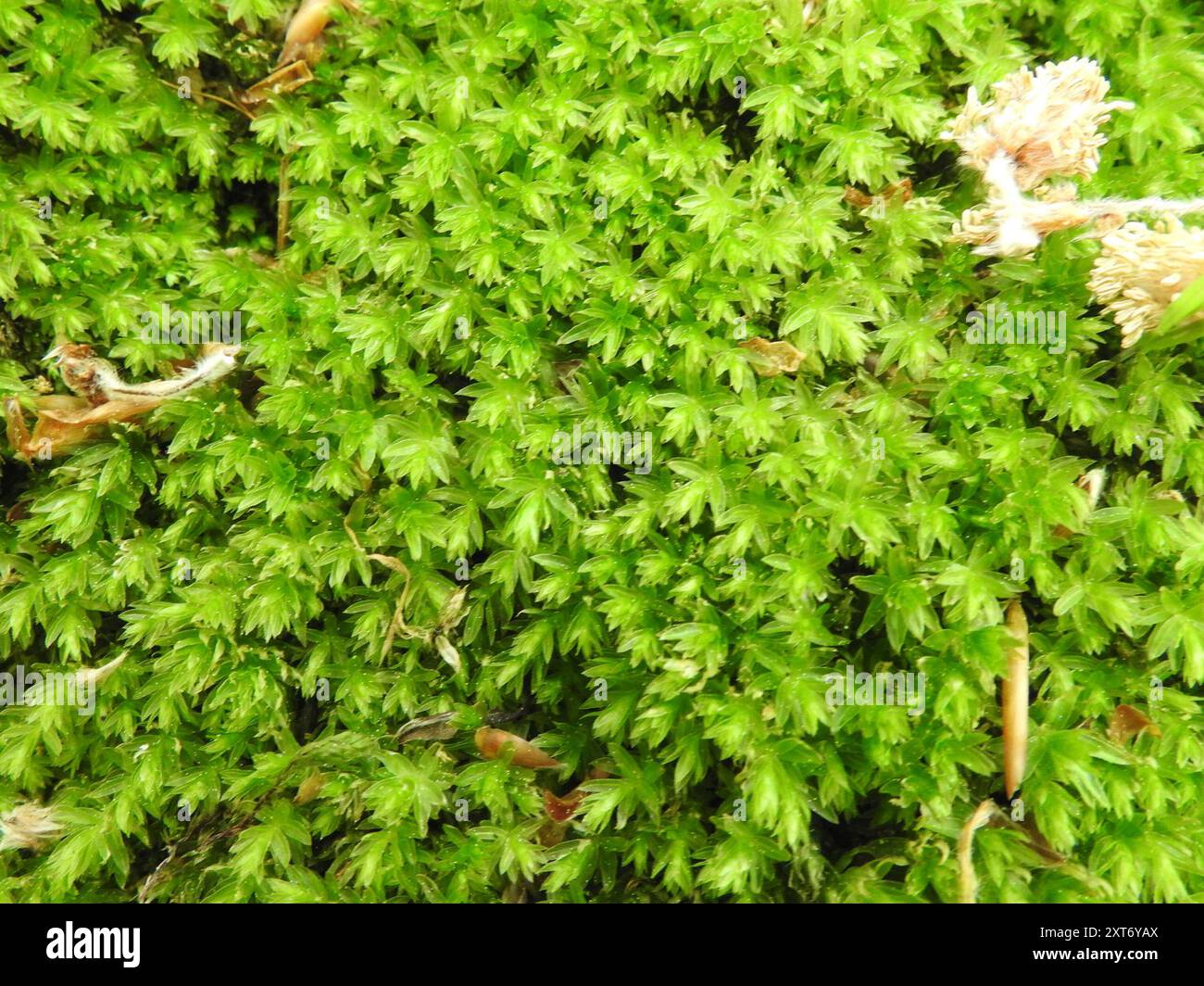 Horn Calcareous Moss (Mnium hornum) Plantae Stock Photo - Alamy