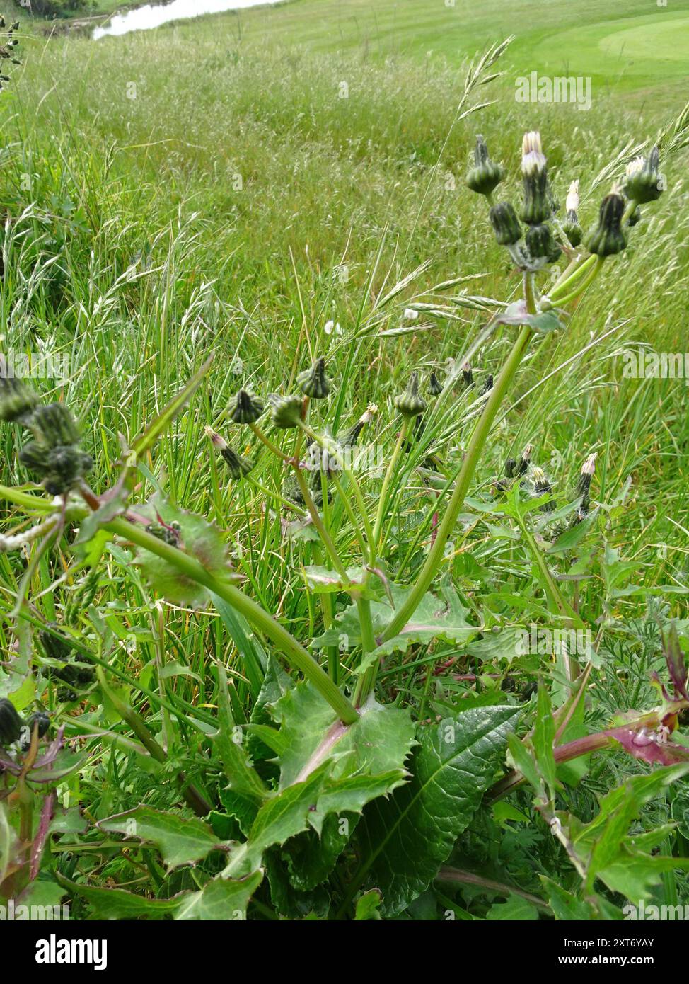 Common Sow-thistle (Sonchus oleraceus) Plantae Stock Photo - Alamy