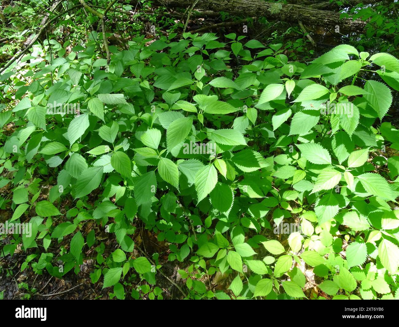wood nettle (Laportea canadensis) Plantae Stock Photo - Alamy