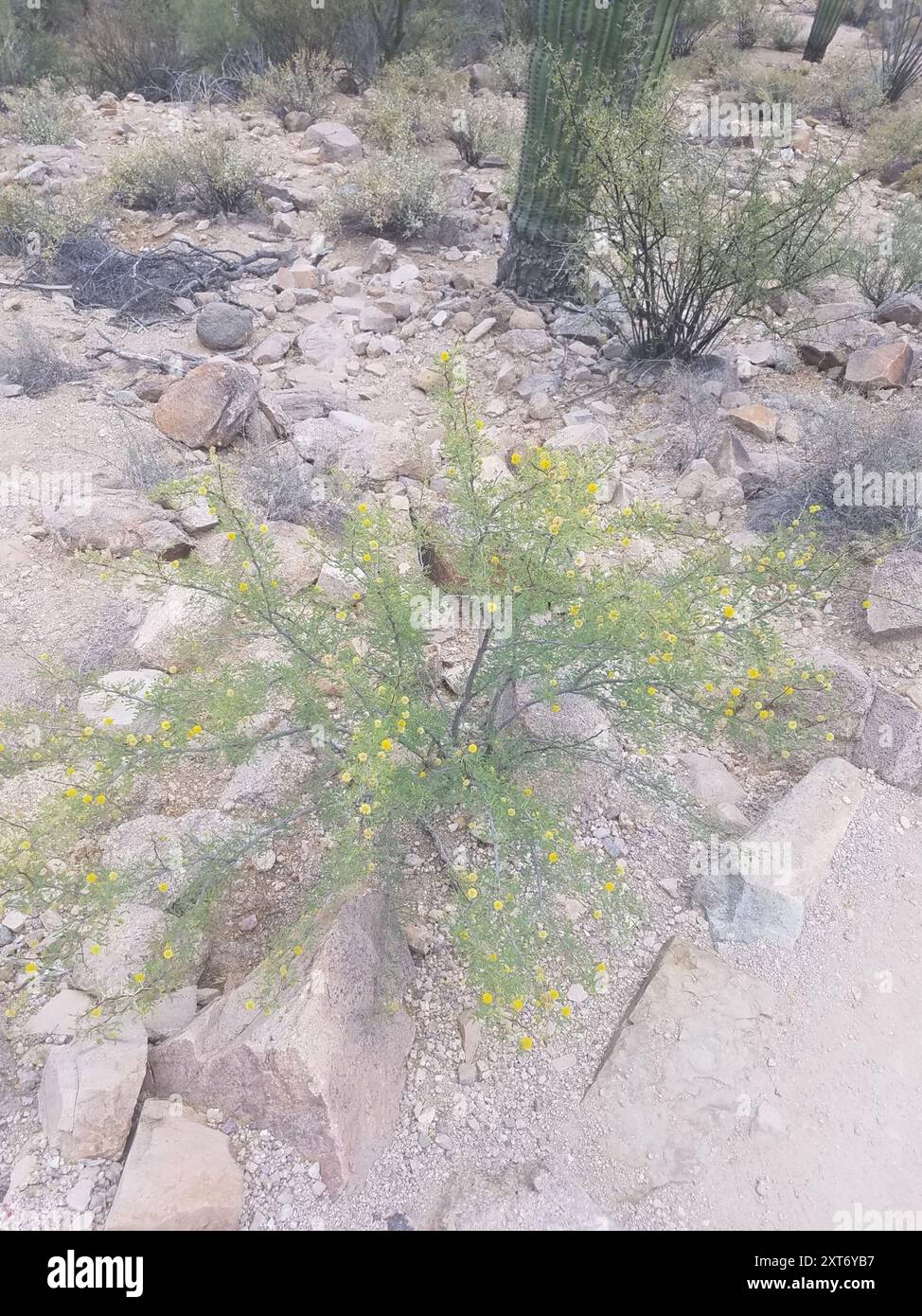 whitethorn acacia (Vachellia constricta) Plantae Stock Photo - Alamy