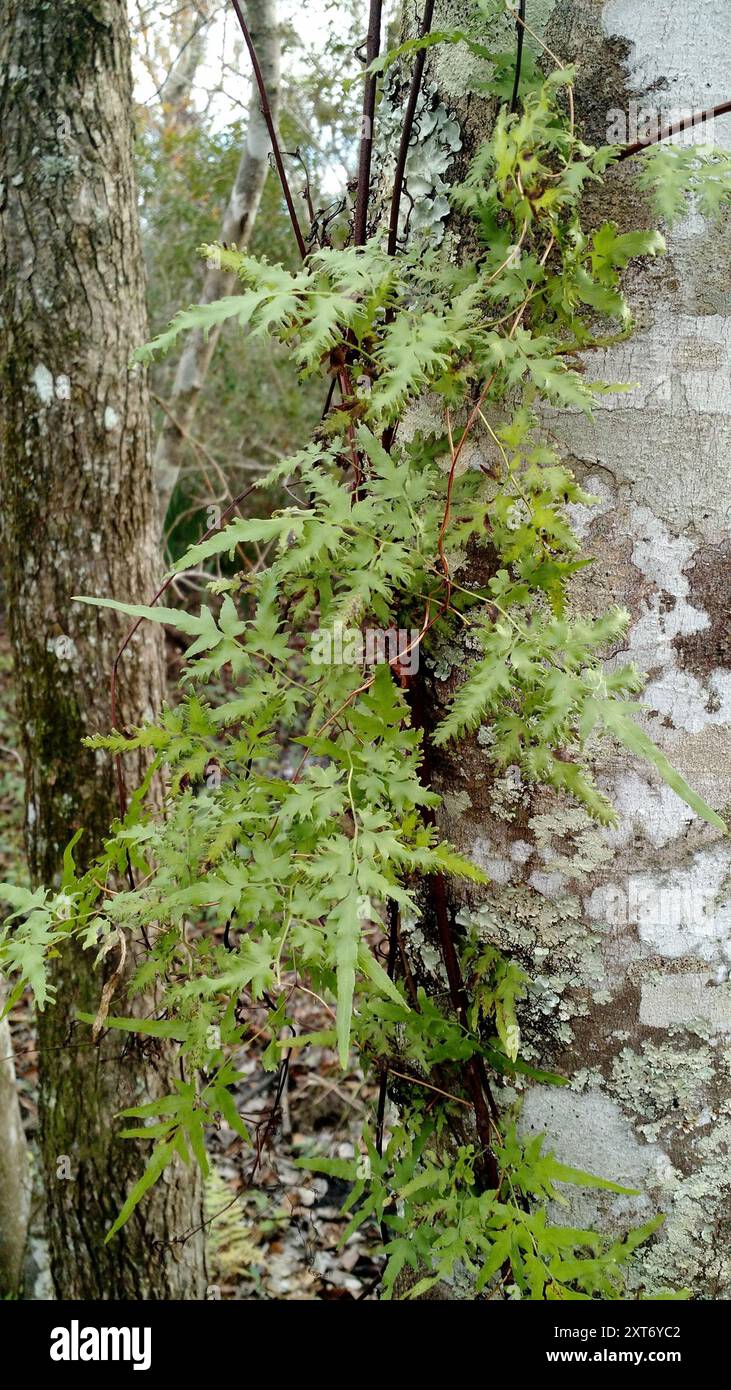 Japanese climbing fern (Lygodium japonicum) Plantae Stock Photo - Alamy