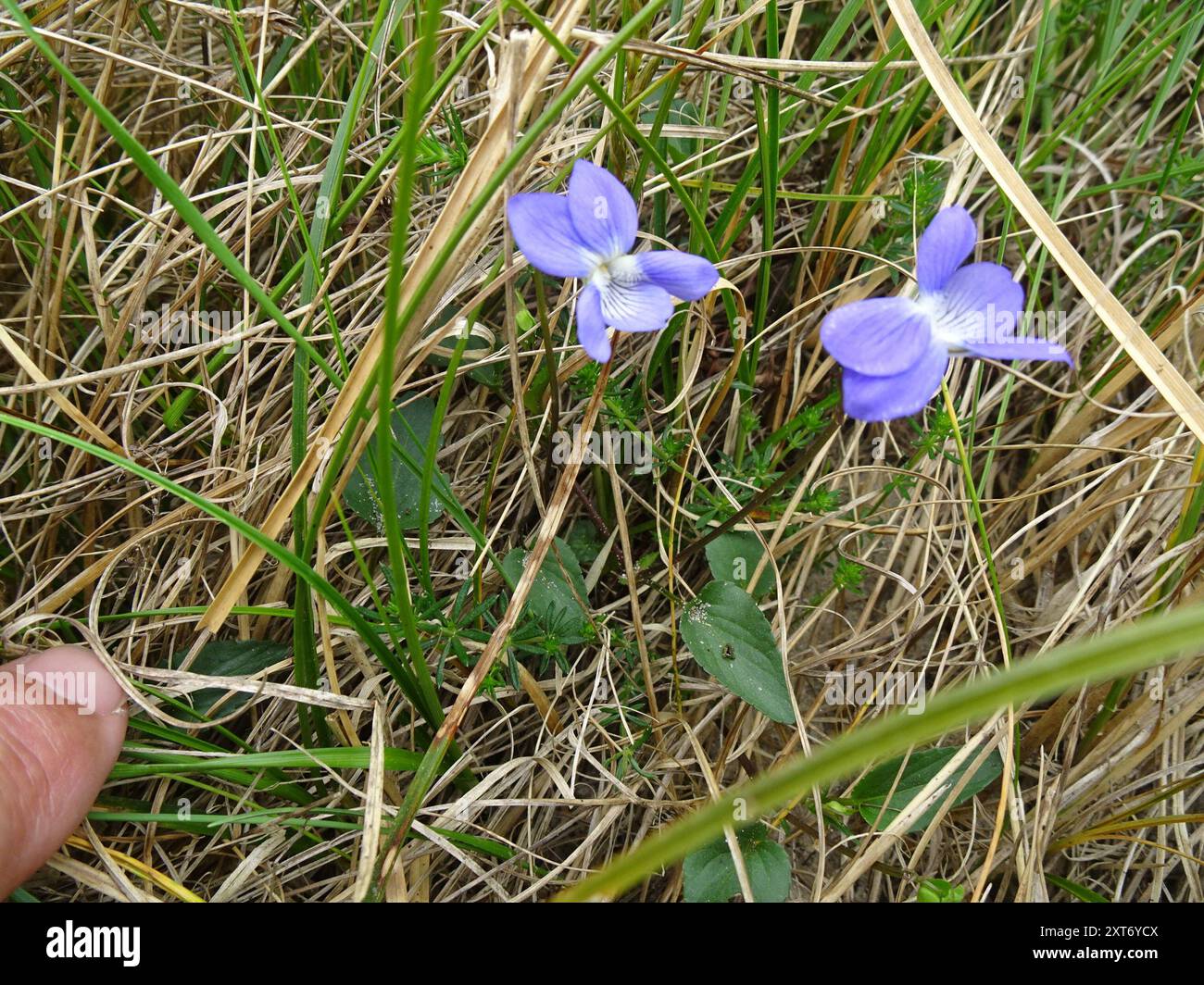 Heath Dog-Violet (Viola canina) Plantae Stock Photo - Alamy