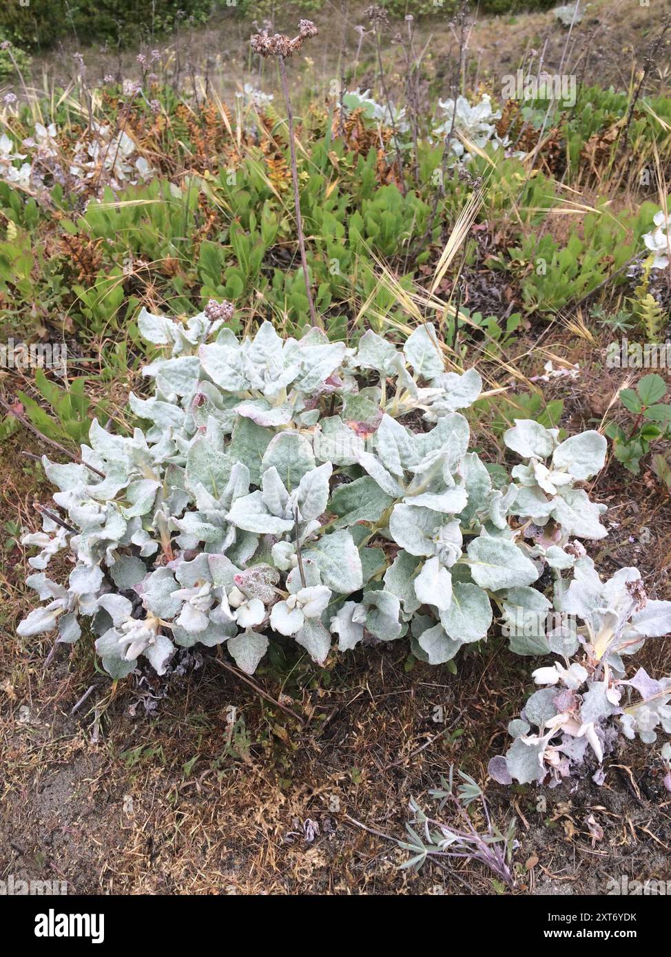 Seaside Buckwheat (Eriogonum latifolium) Plantae Stock Photo - Alamy