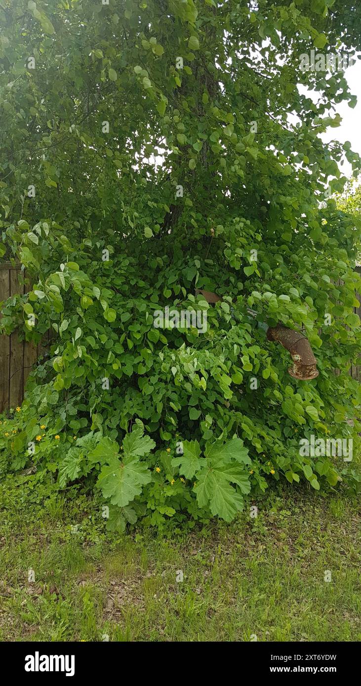Small-leaved Lime (Tilia cordata) Plantae Stock Photo - Alamy