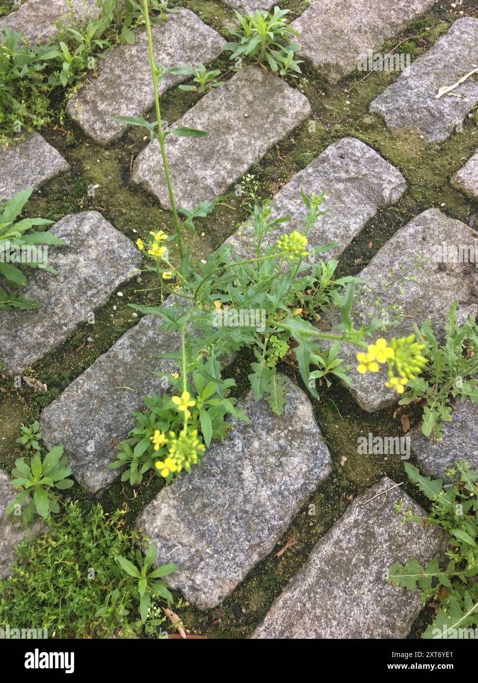 False London-rocket (Sisymbrium loeselii) Plantae Stock Photo - Alamy