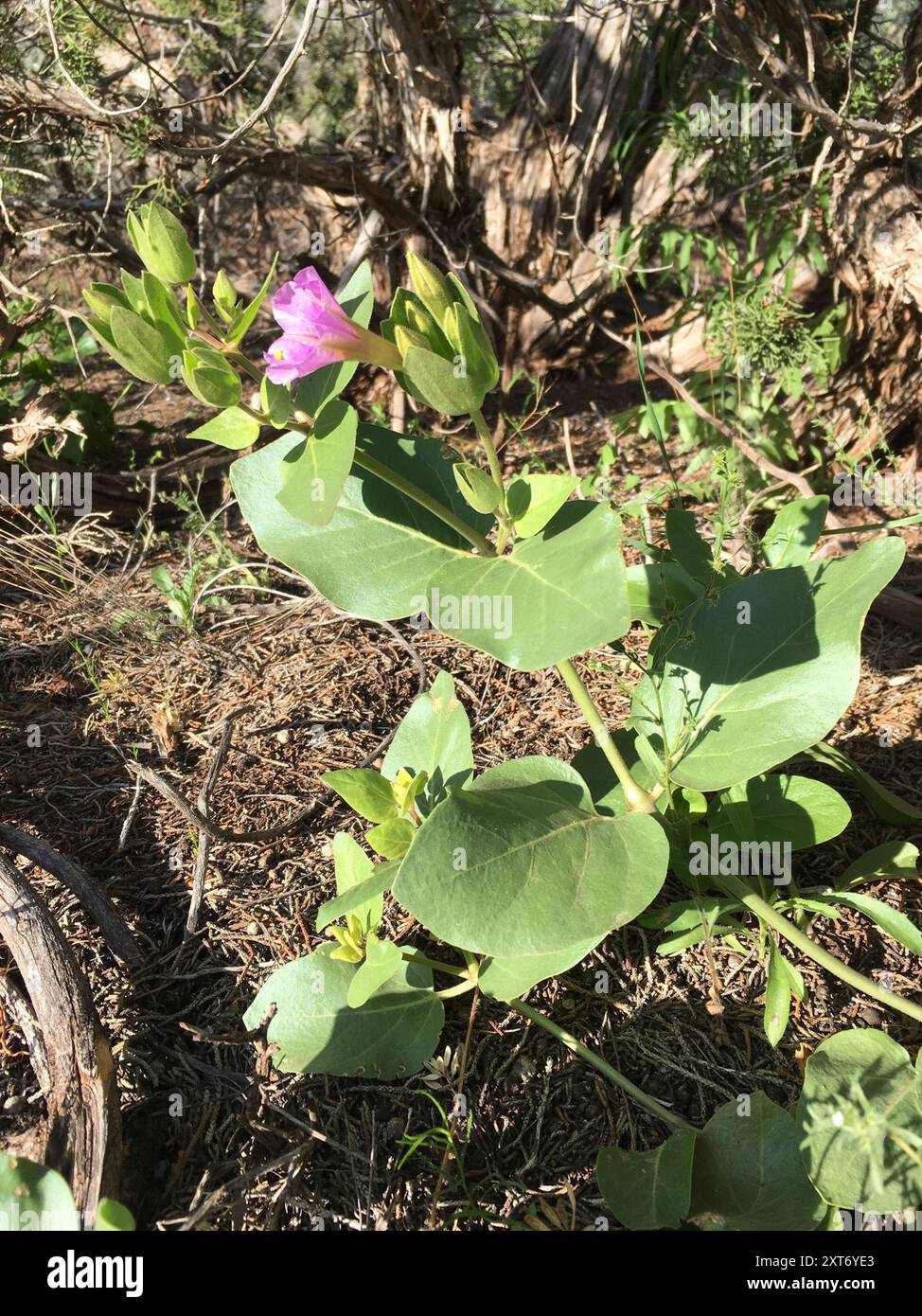 Colorado Four o'Clock (Mirabilis multiflora) Plantae Stock Photo - Alamy