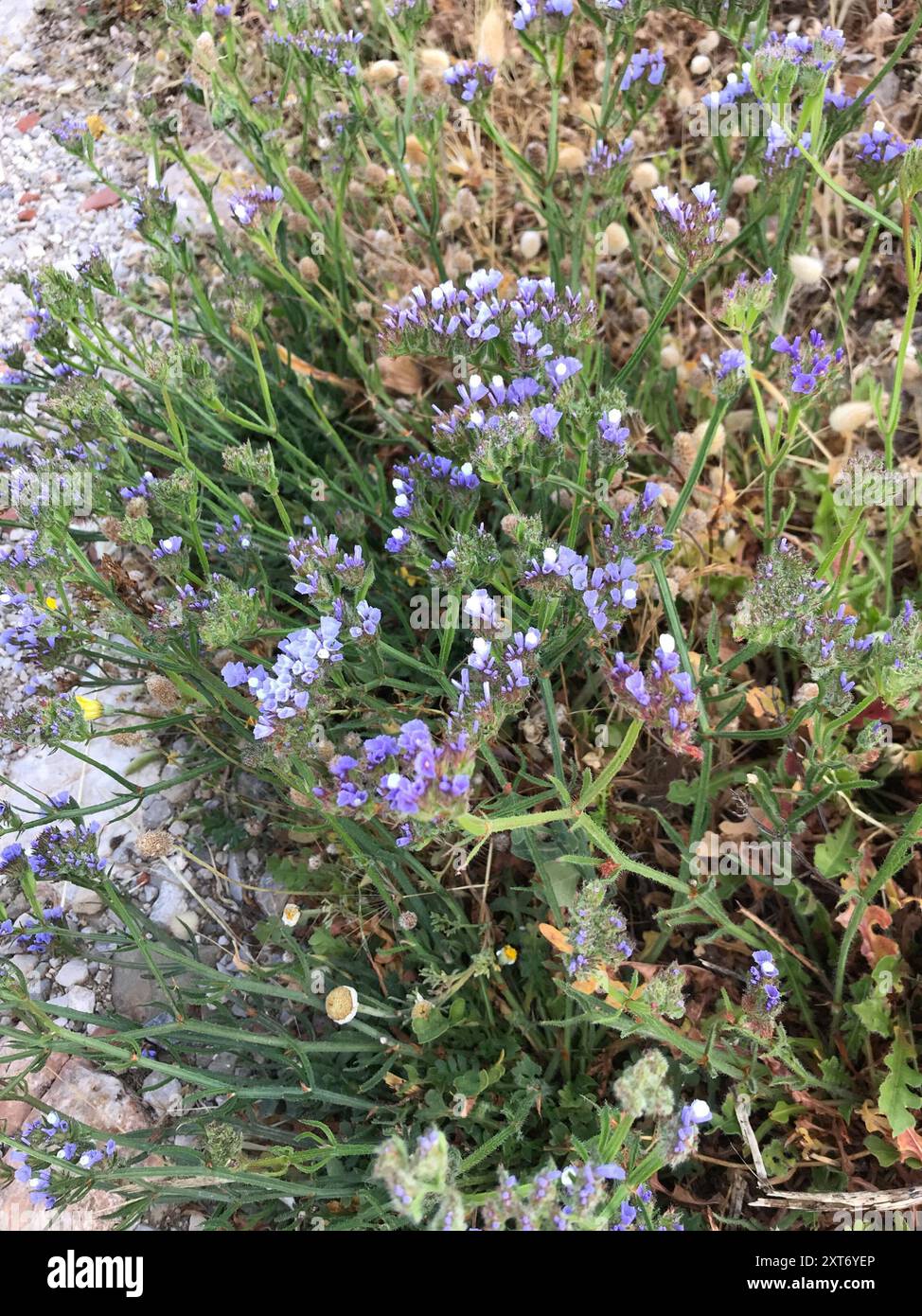 Blue statice (Limonium sinuatum) Plantae Stock Photo - Alamy
